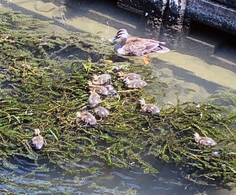 SM：第253回配当（5月20日） | BASING ROOM